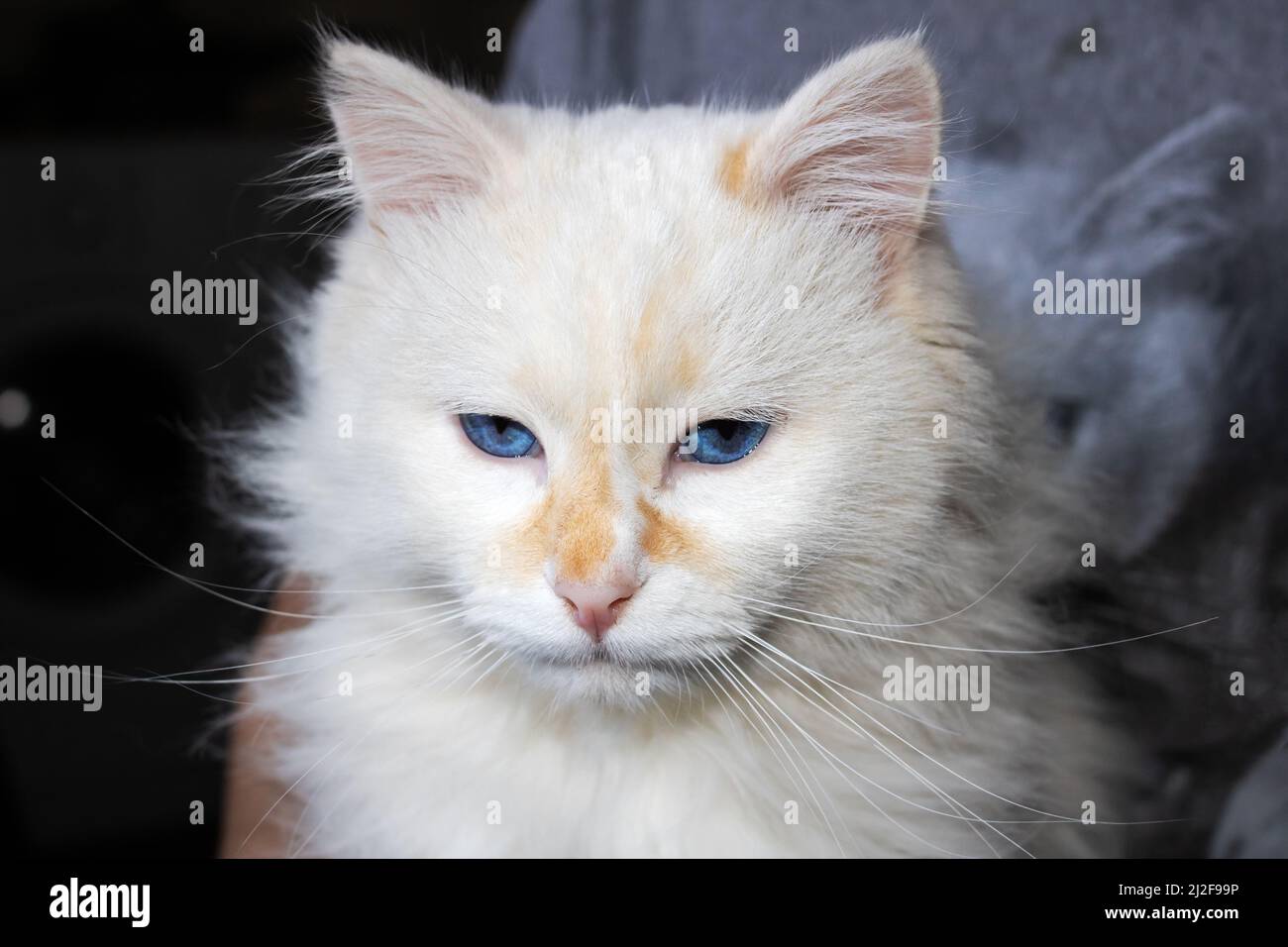 White fluffy angora cat with blue eyes close up portrait Stock Photo ...