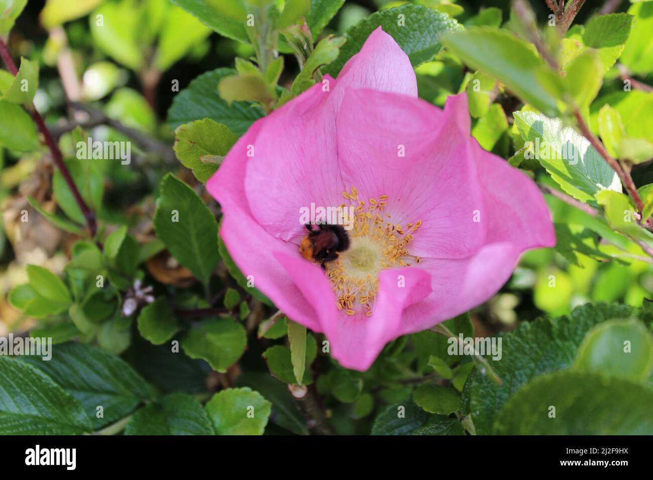 Wild bee in pink rose Stock Photo - Alamy