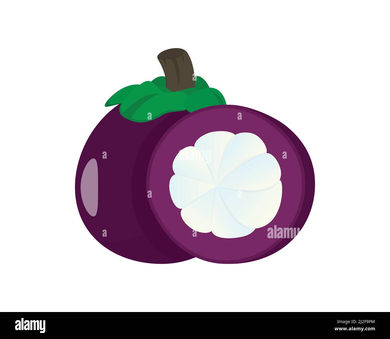 Mangosteen tropical fruits Stock Vector Images - Alamy