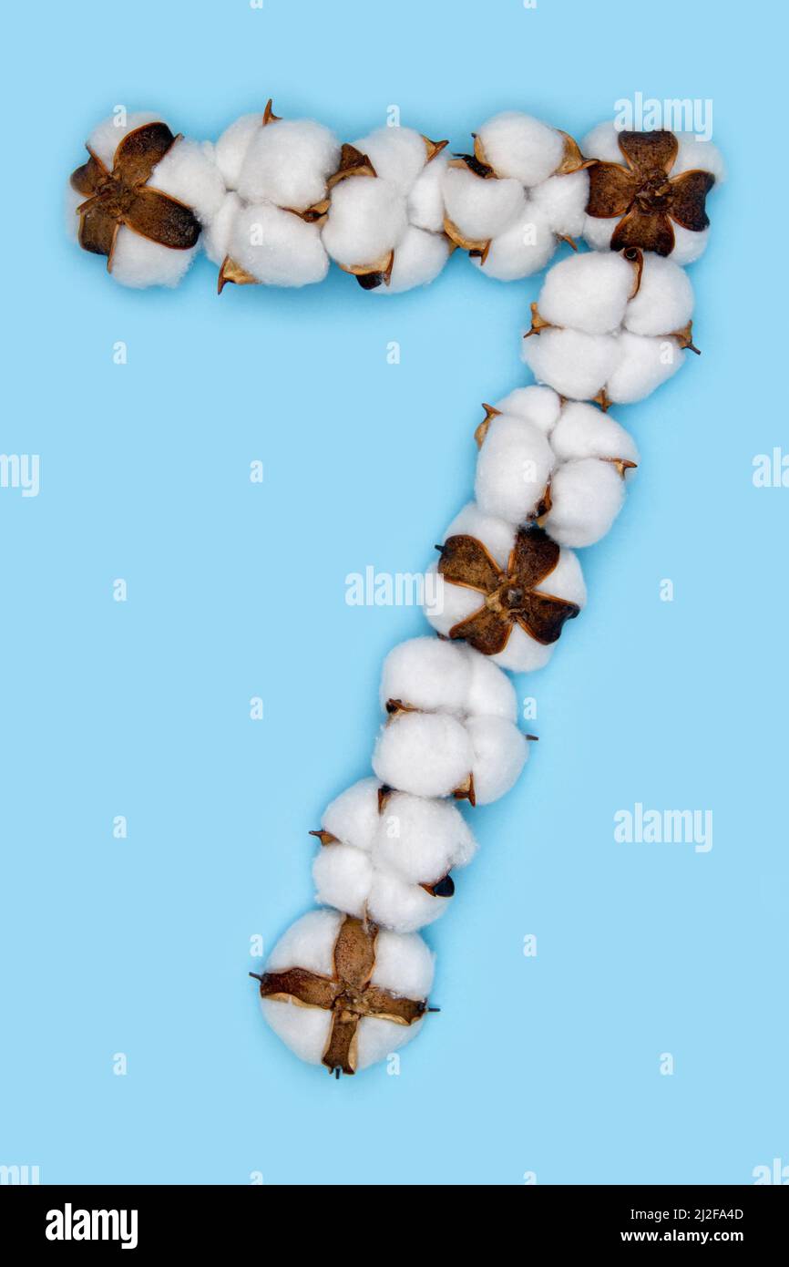 Number 7 made of cotton flowers and isolated on solid blue background ...