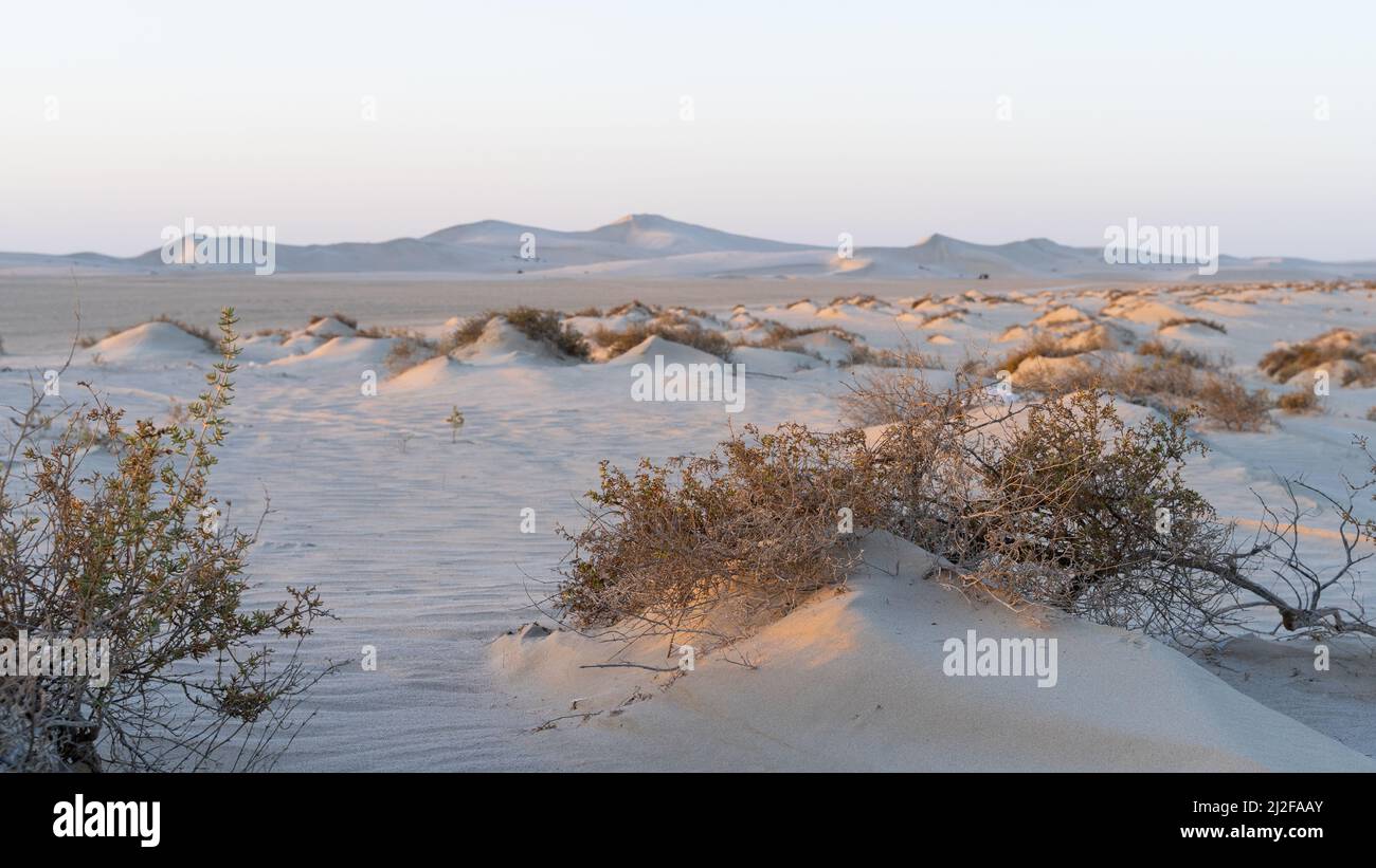 Doha, Qatar- March 11,2022 : plants grown on top small dune mountains ...