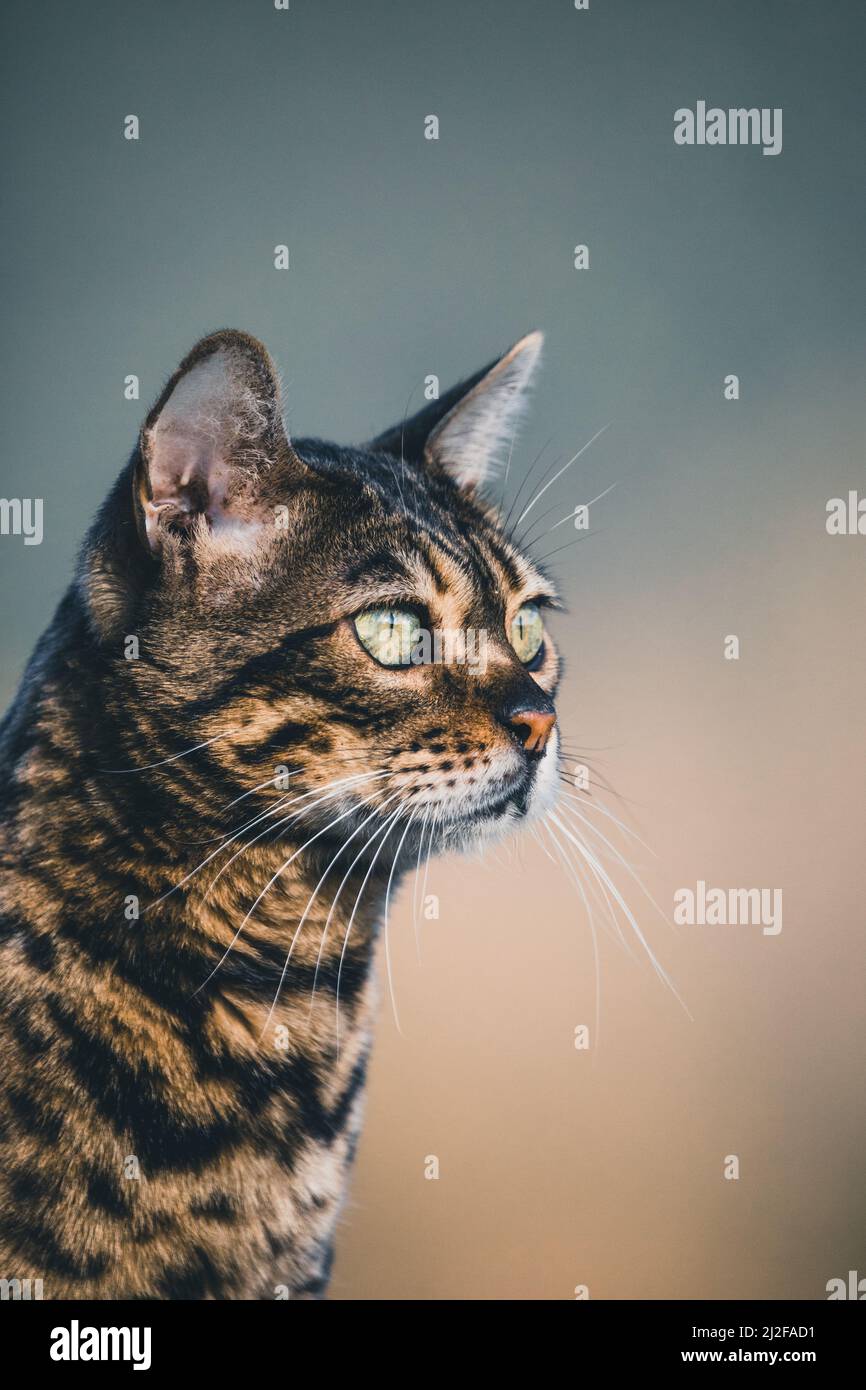 Gorgeous Spotted Bengal Cat with kind eyes on isolated Black Background ...