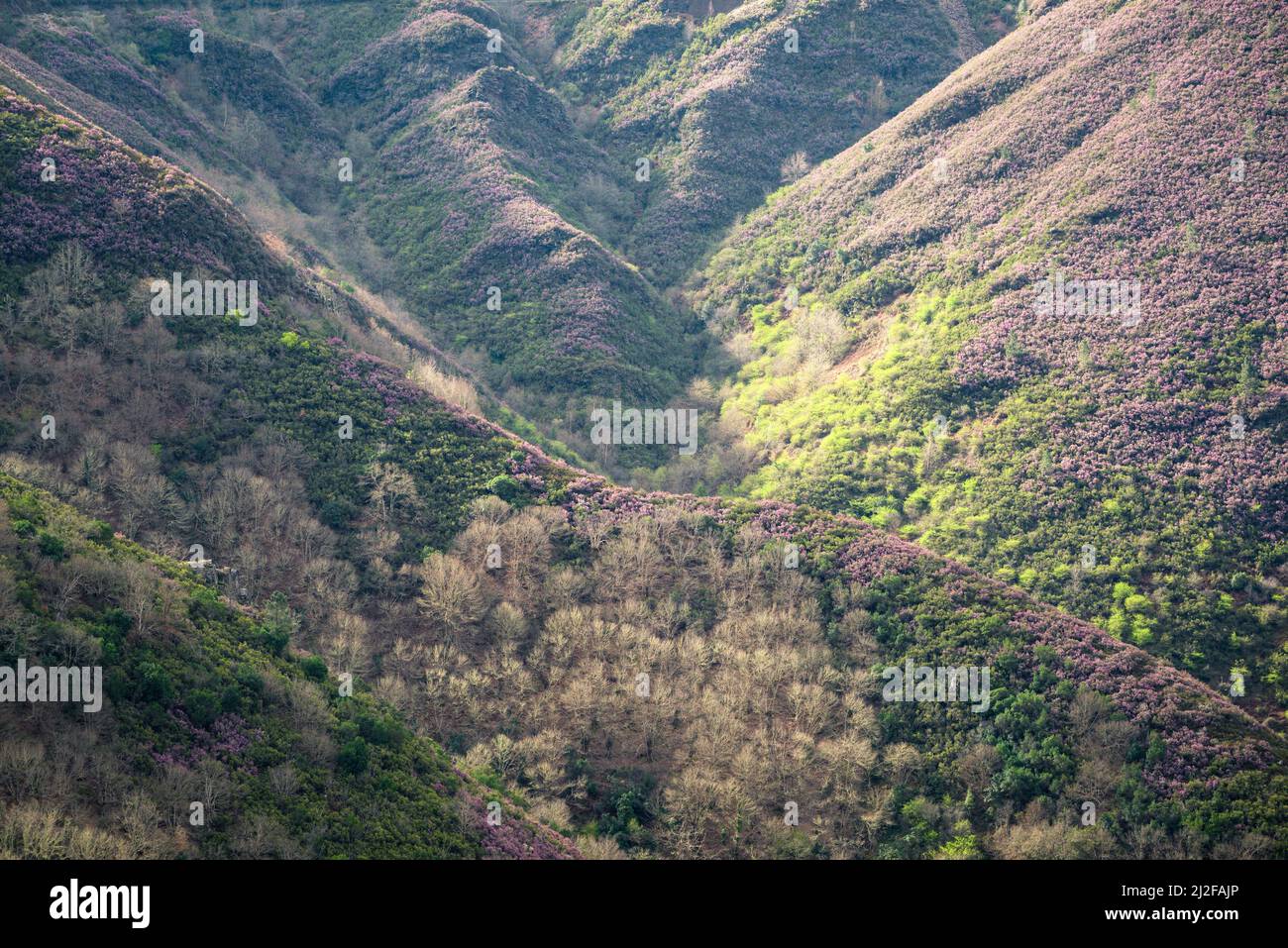 Deep valleys and rolling hills covered in purple heather in Courel ...