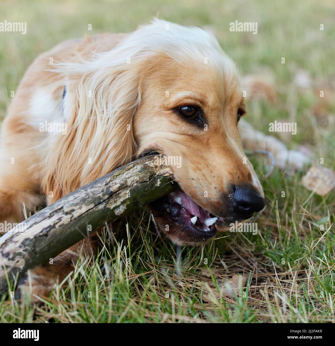 Stick to everything hi-res stock photography and images - Alamy