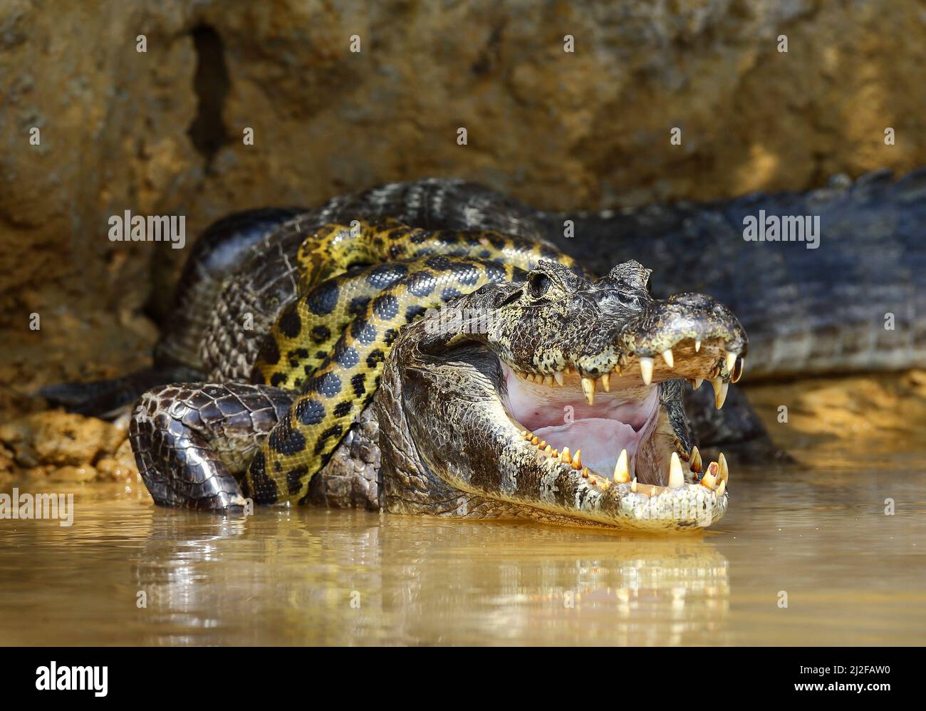The crocodile releases the anaconda's tail from his mouth. CUIBA RIVER ...