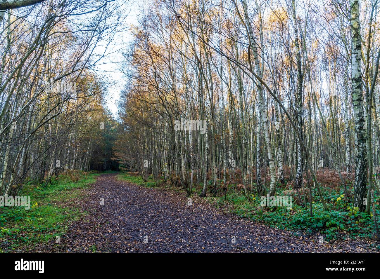 Sky through brown ferns hi-res stock photography and images - Alamy