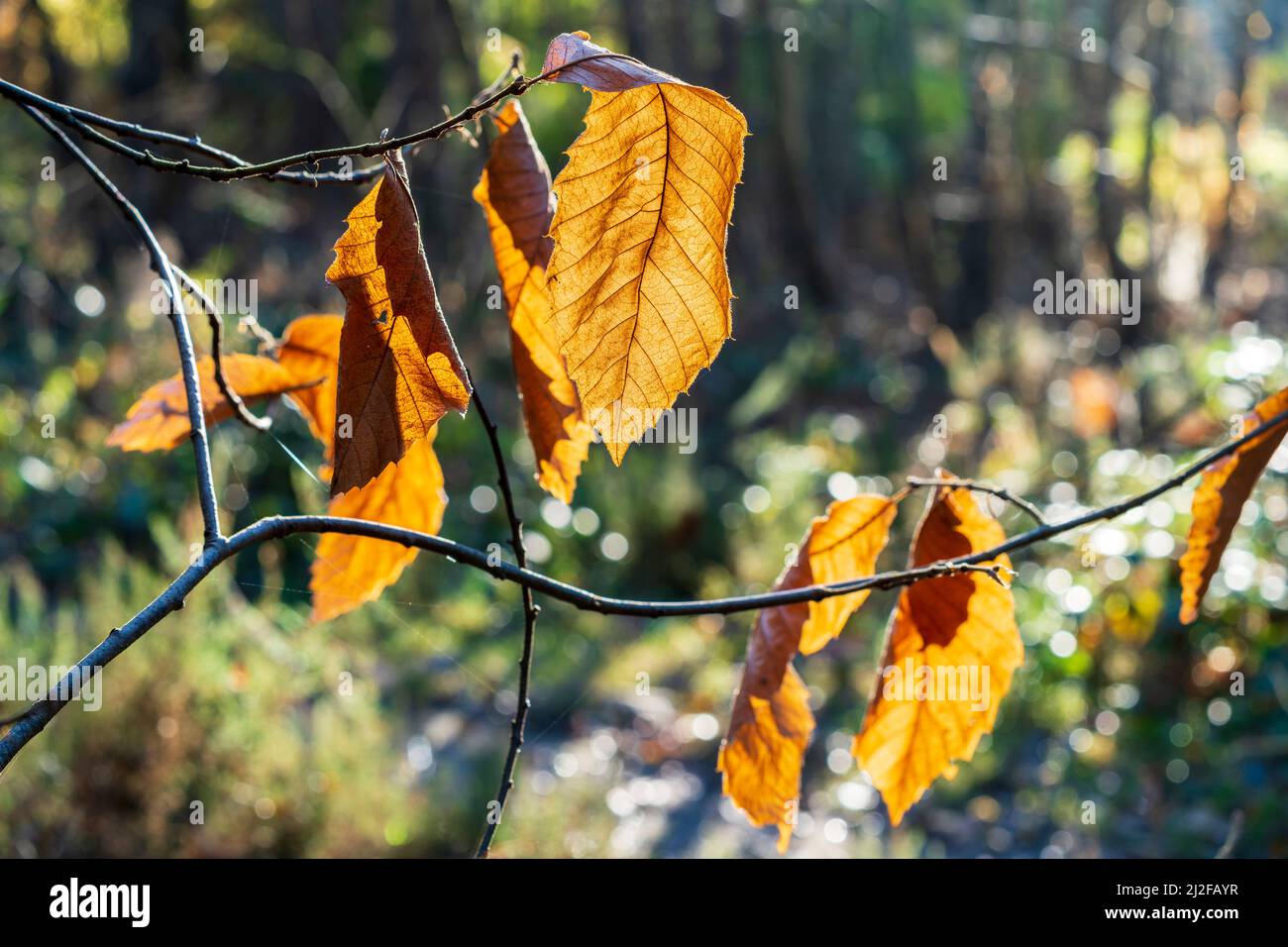 Sprig of dead back lit golden autumn leaves attached to twigs with an ...
