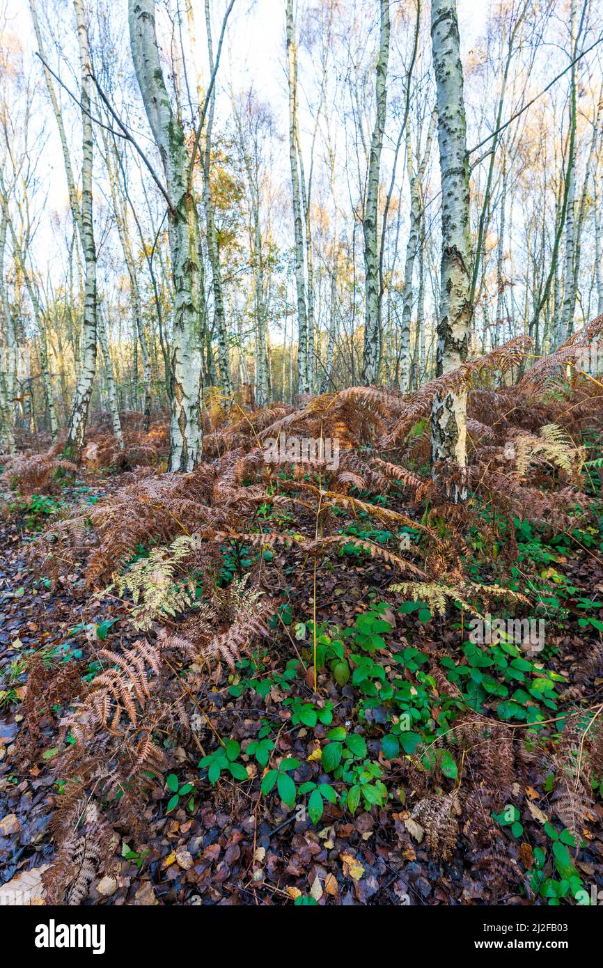 Ground level view into a forest of silver birch trees in the autumn ...