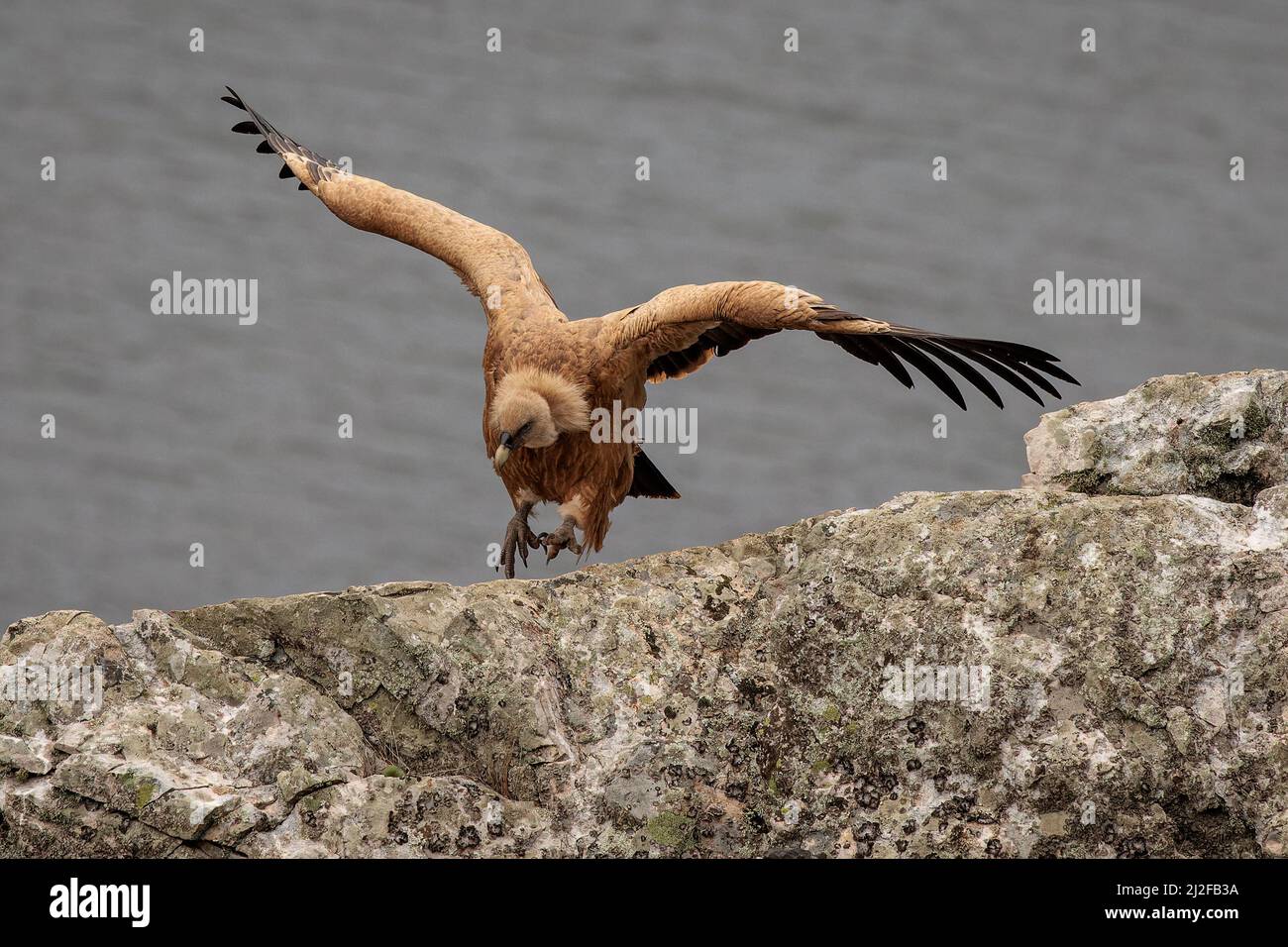 Bird landing on a rock hi-res stock photography and images - Alamy