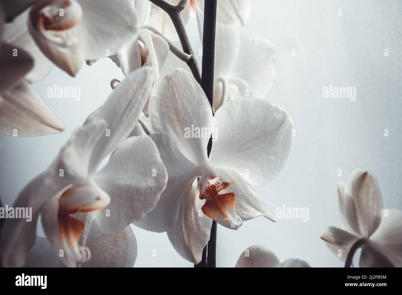 White orchid flowers on white background, close up. Phalaenopsis orchid ...