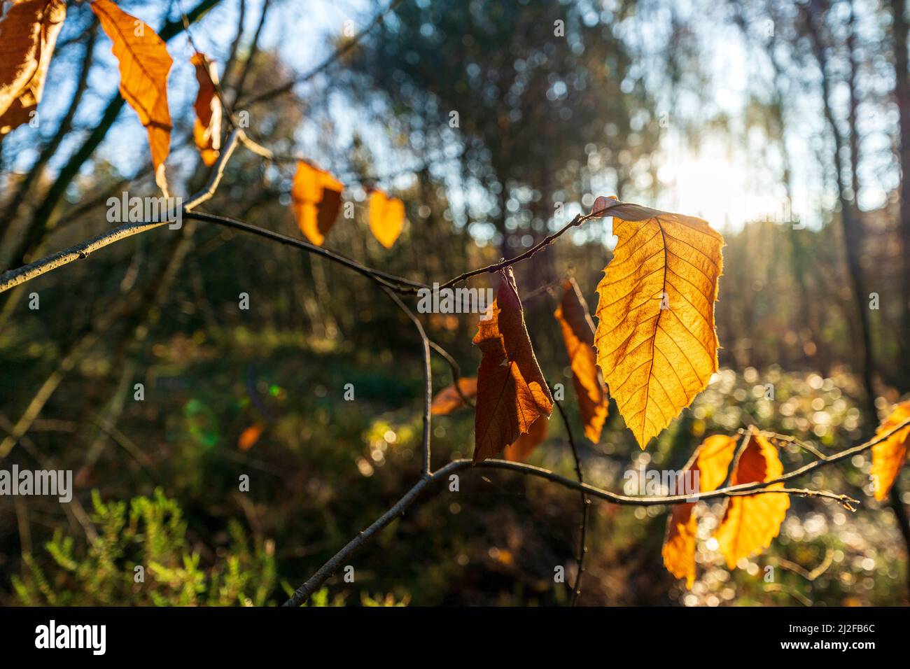 Sprig of dead back lit golden autumn leaves attached to twigs with an ...