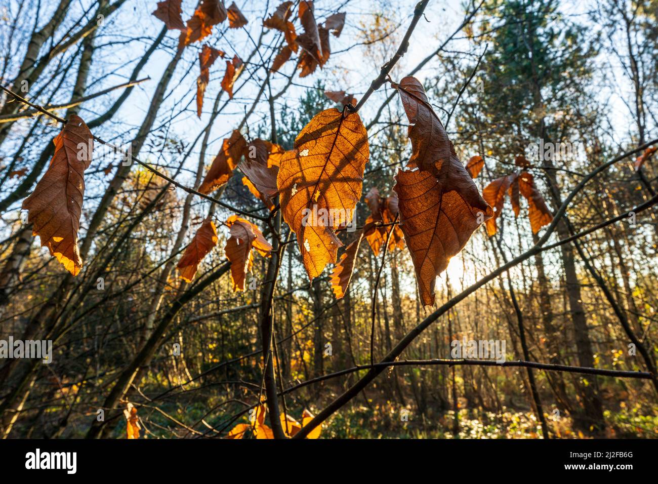 Sprig of dead back lit golden autumn leaves attached to twigs with an ...