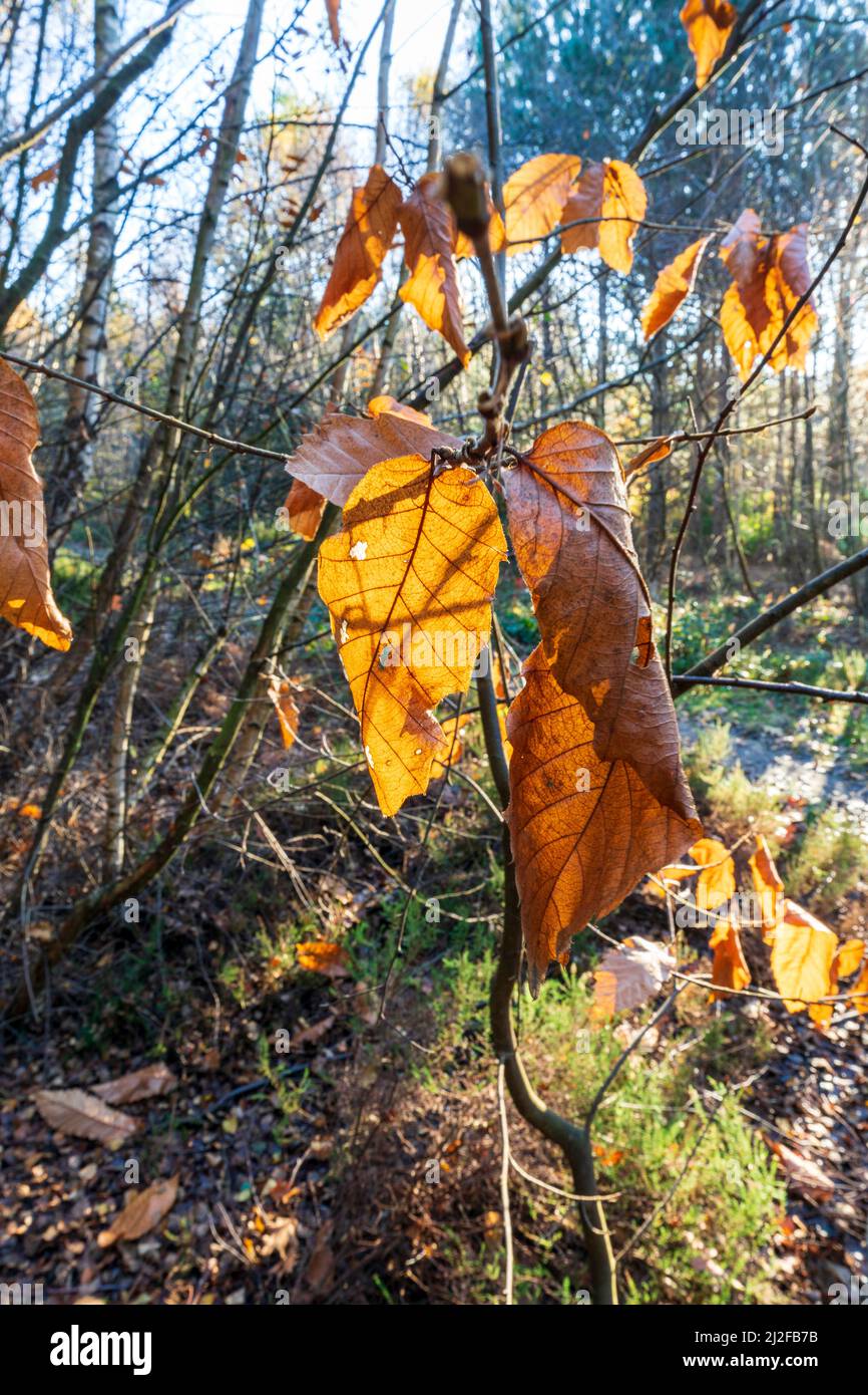 Sprig of dead back-lit golden autumn leaves attached to twigs with ...
