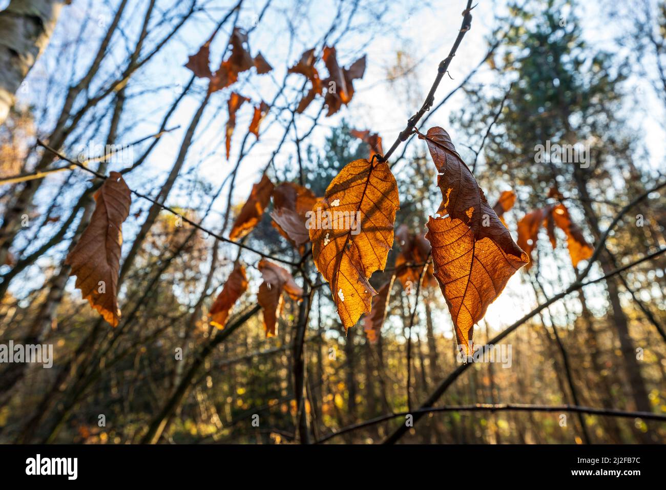 Sprig of dead back lit golden autumn leaves attached to twigs with an ...
