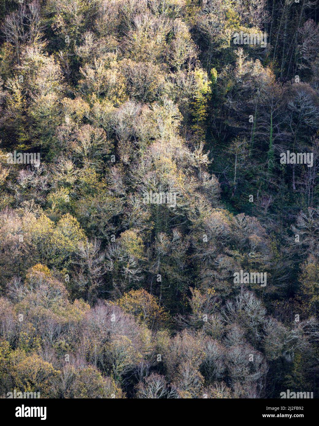 Muted colors in a forest in late autumn at Courel Mountains Geopark in ...