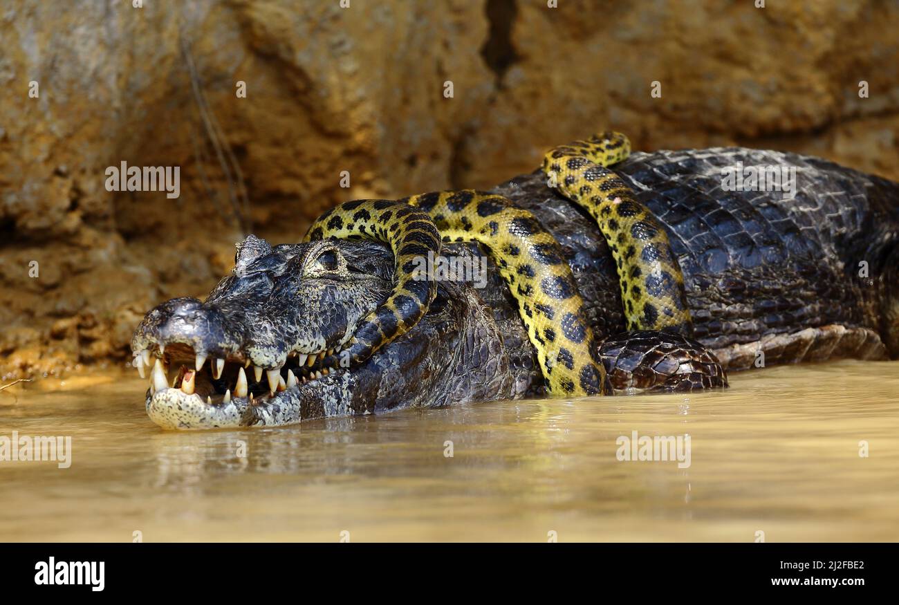 The crocodile realises it's fighting a losing battle with the anaconda ...