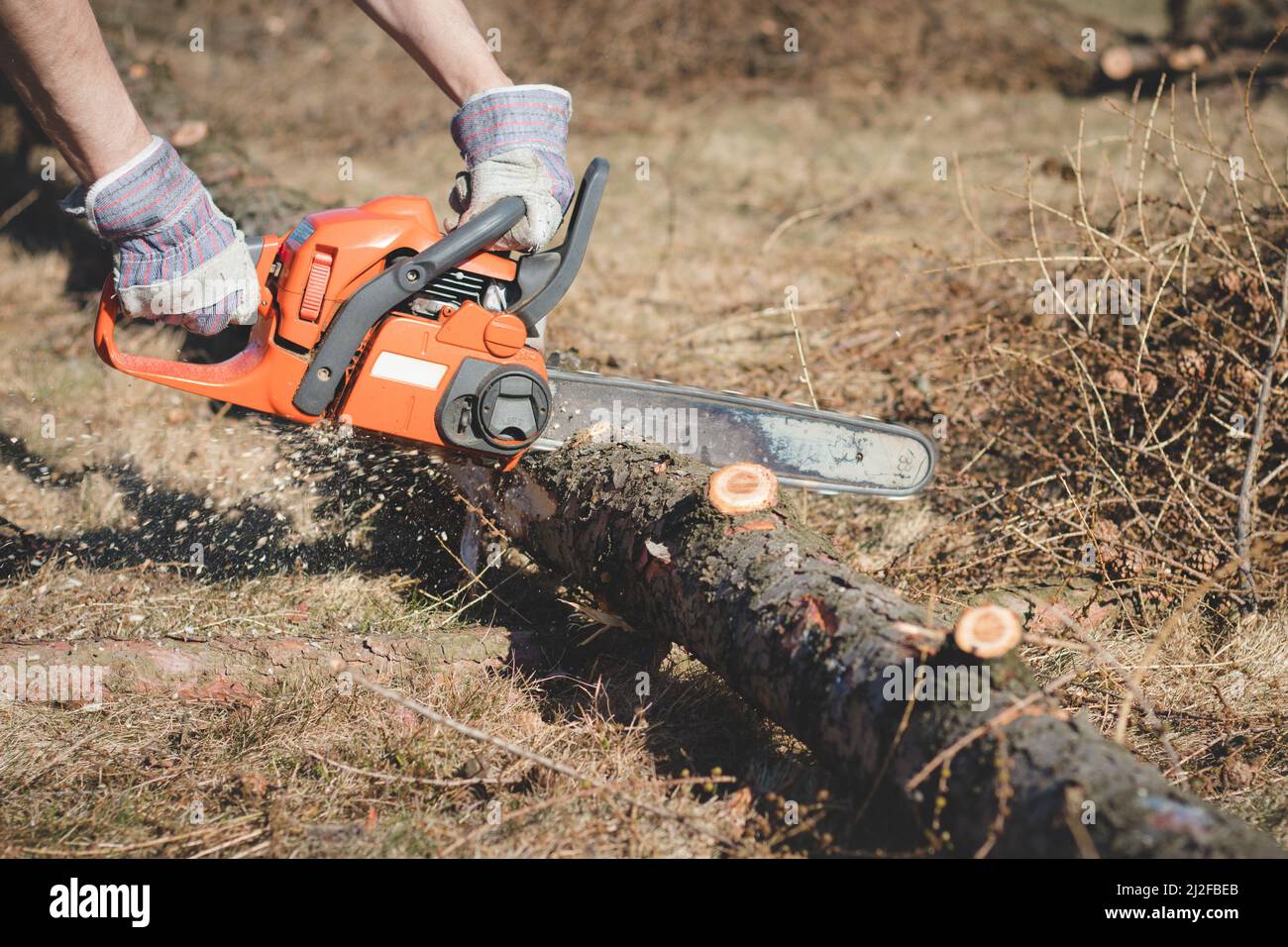 Foreman in work clothes cuts a dry tree with a chainsaw for later ...