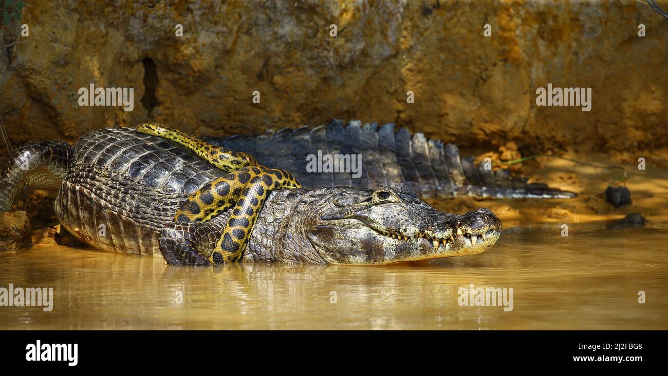 The crocodile releases the anaconda as it slinks into the water. CUIBA ...