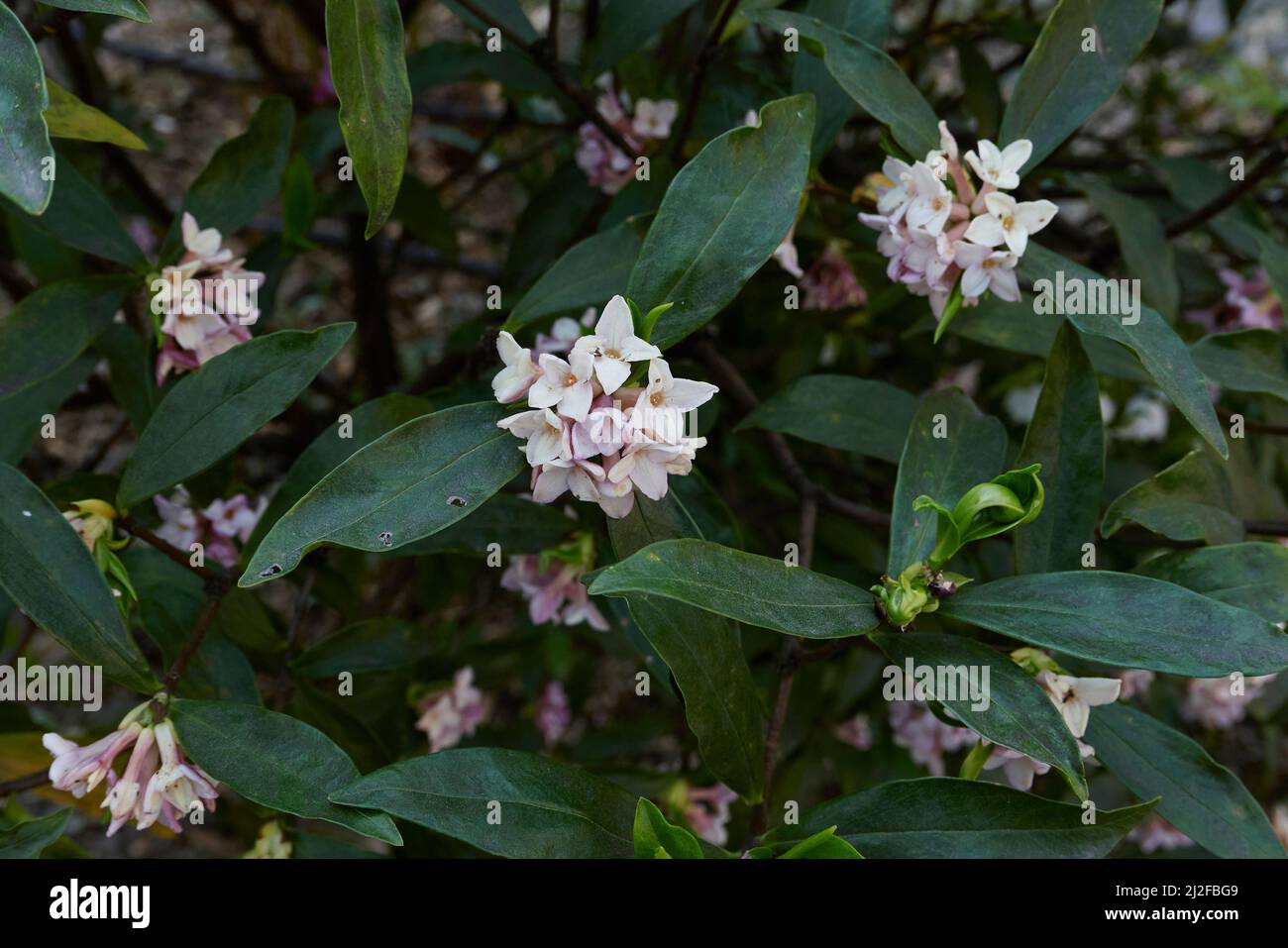 scented flowers of Daphne odora shrub Stock Photo - Alamy
