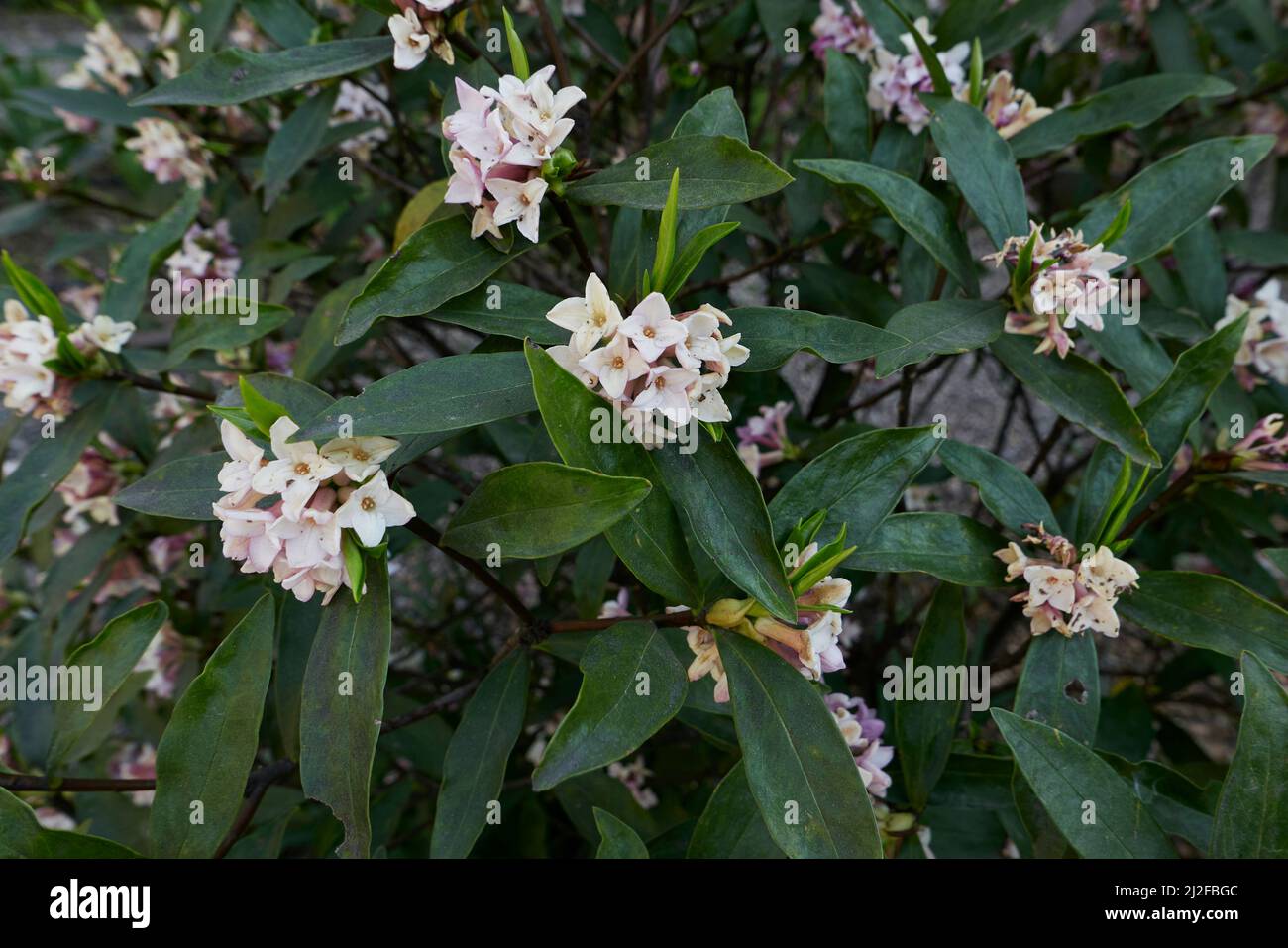 scented flowers of Daphne odora shrub Stock Photo - Alamy