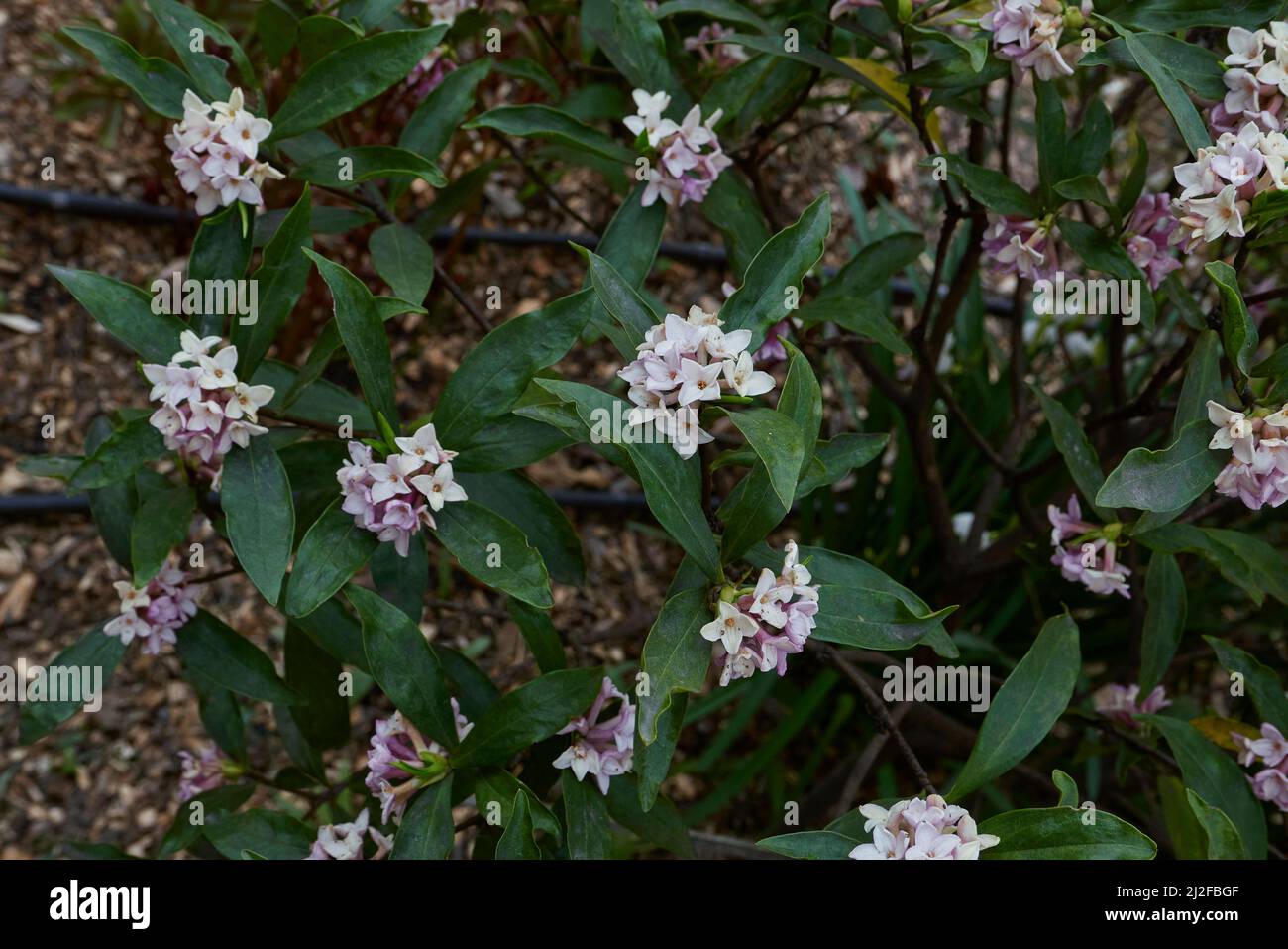 scented flowers of Daphne odora shrub Stock Photo - Alamy