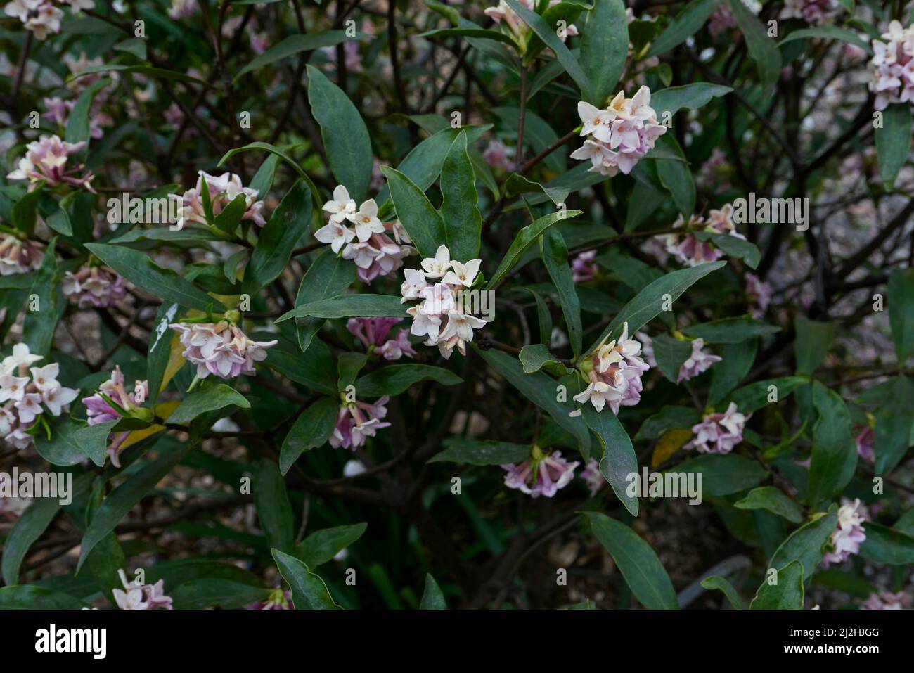 scented flowers of Daphne odora shrub Stock Photo - Alamy