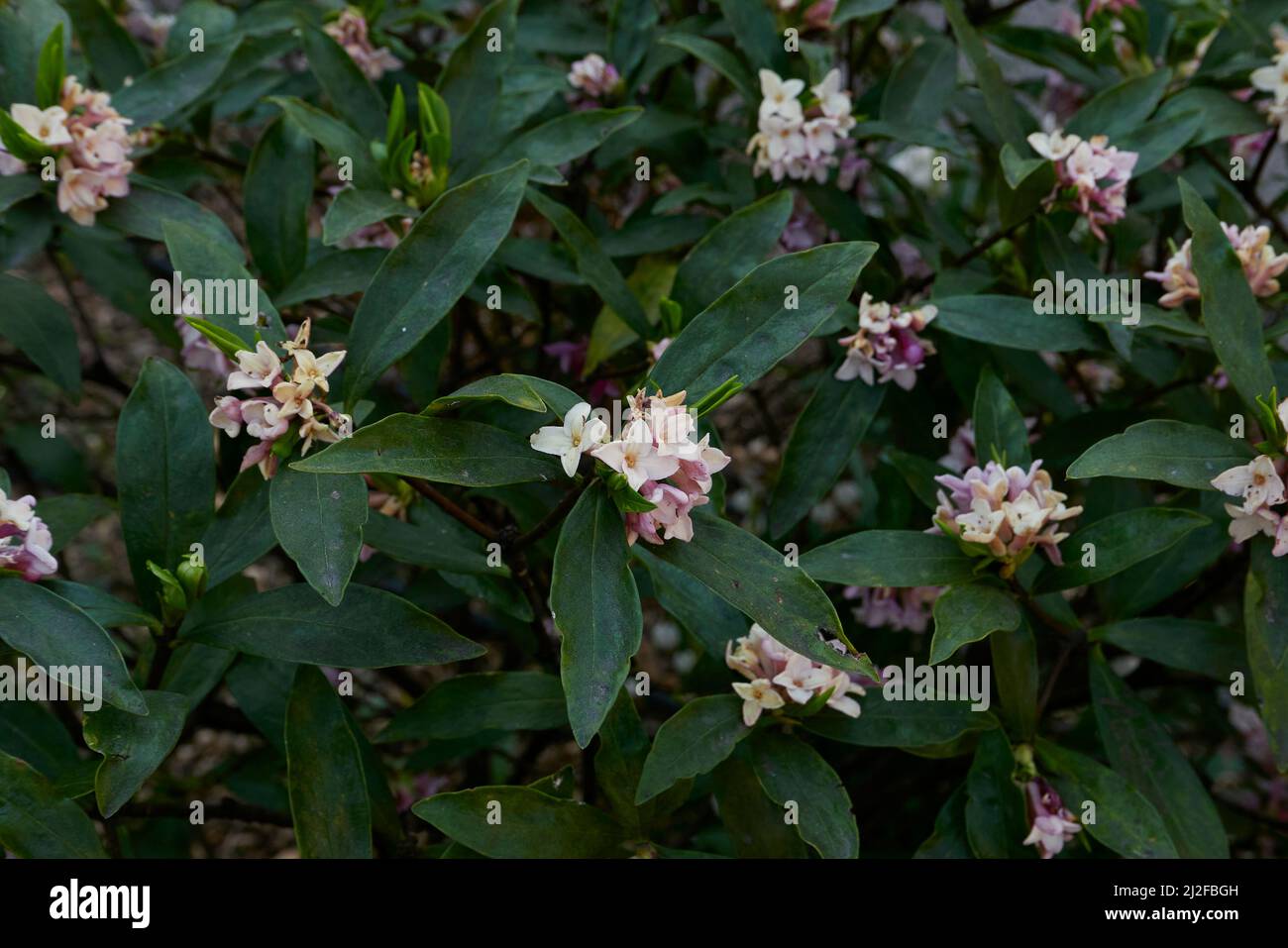 scented flowers of Daphne odora shrub Stock Photo - Alamy