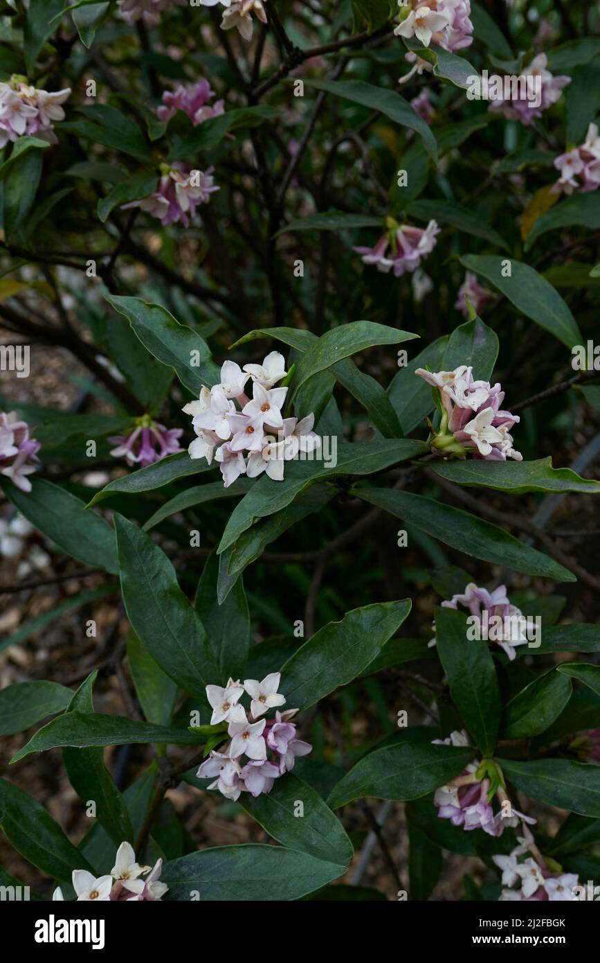 scented flowers of Daphne odora shrub Stock Photo - Alamy