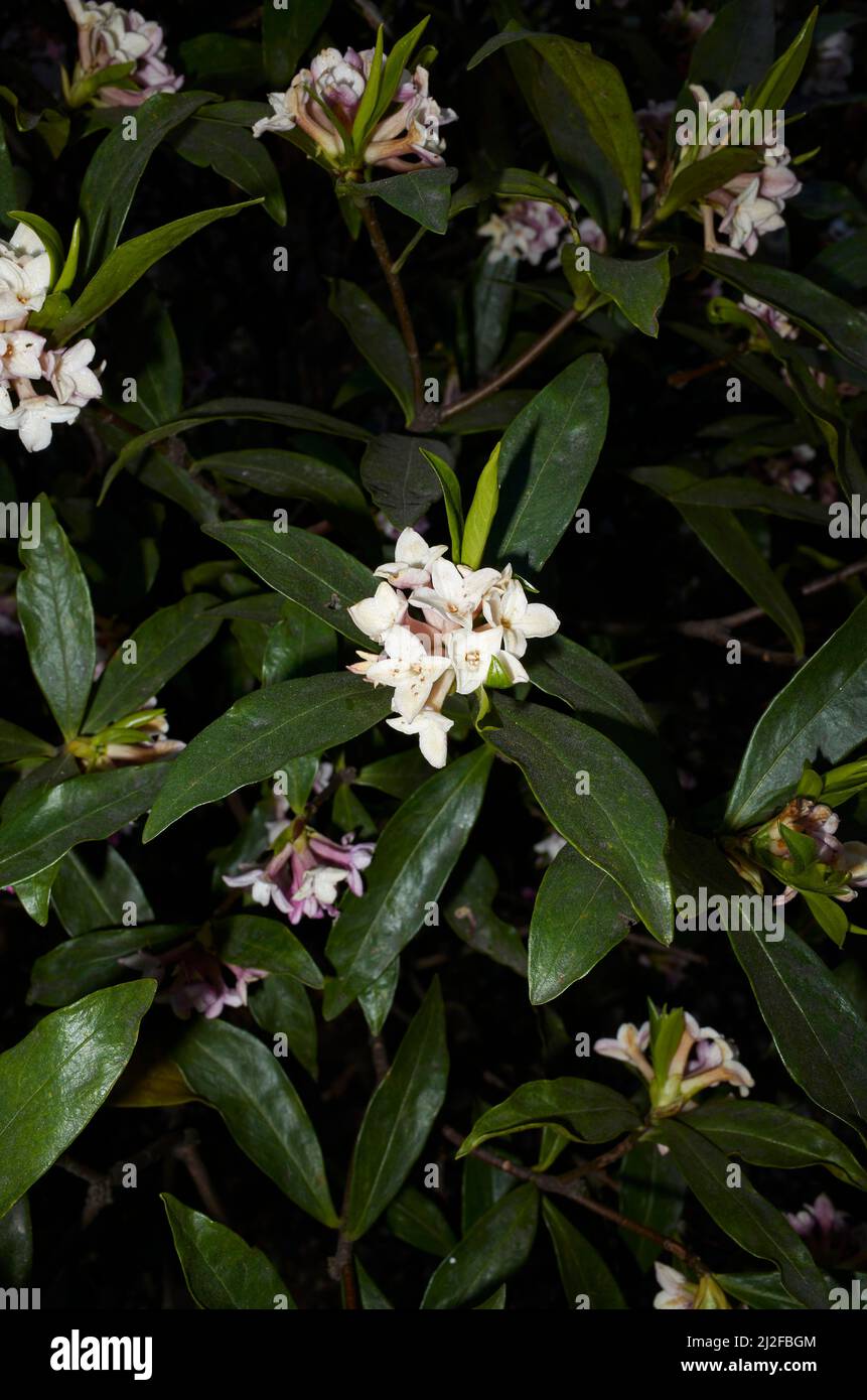 scented flowers of Daphne odora shrub Stock Photo - Alamy