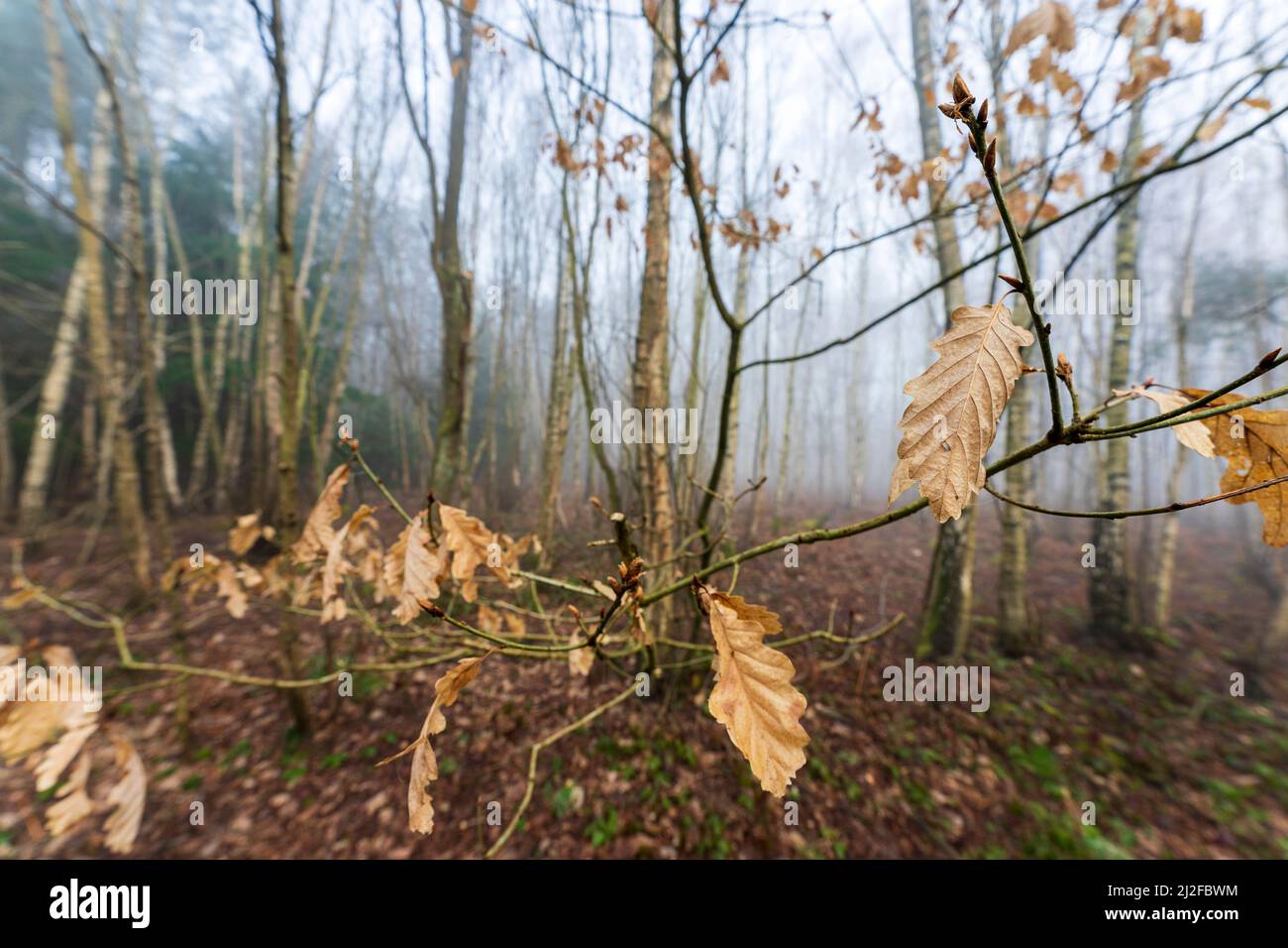 Sprig of dead golden-brown leaves with just one leaf in focus with a ...