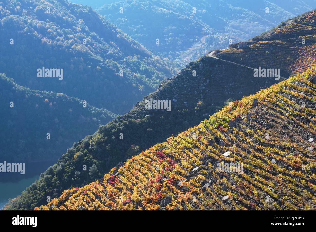 Vineyard covered slopes alternate with forest covered slopes in the ...