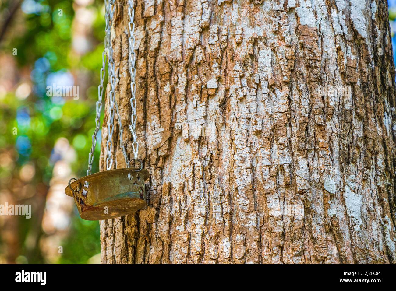 Tropical tree bark texture with colorful green orange red and black ...