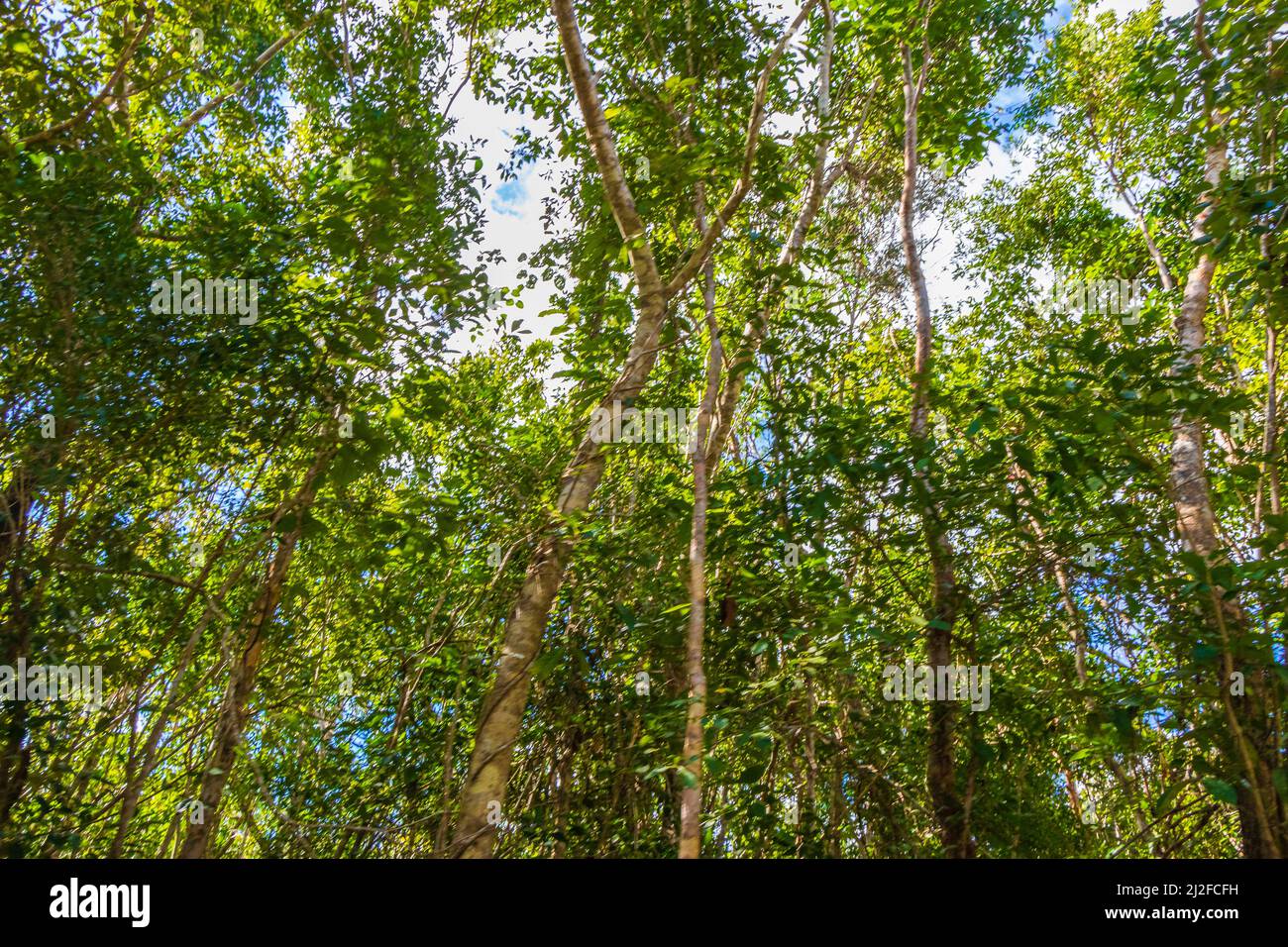 Tropical mexican jungle plants trees and natural forest panorama view ...