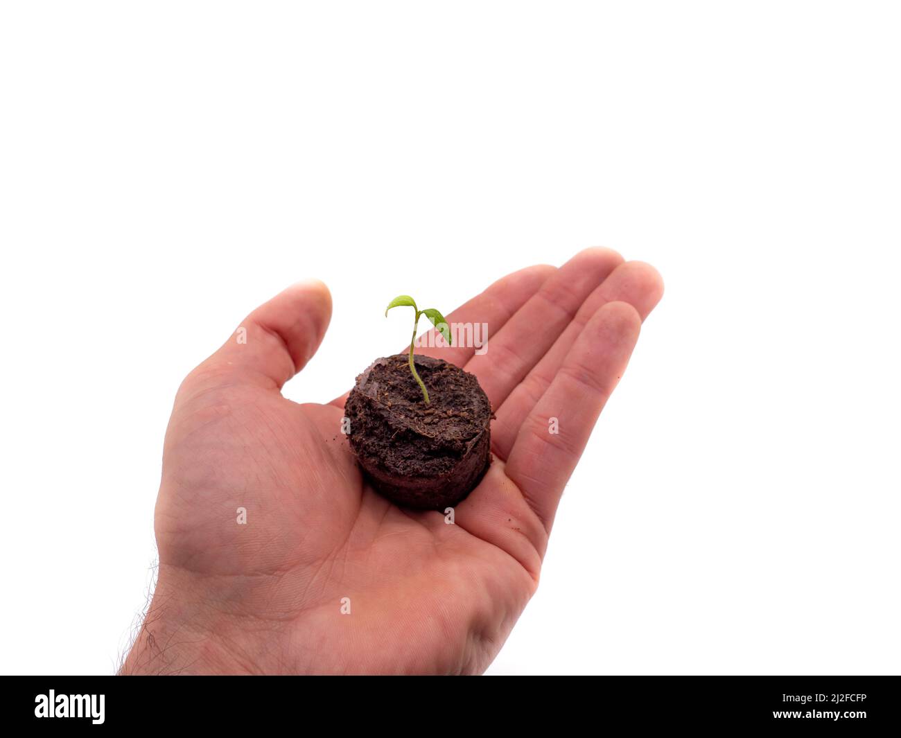 Environmental protection Young plant in hand Stock Photo - Alamy