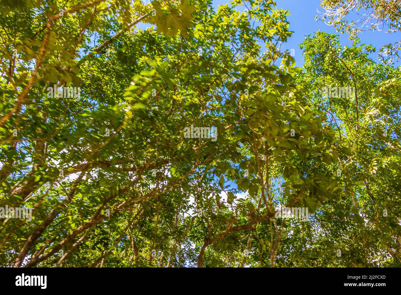 Tropical mexican jungle plants trees and natural forest panorama view ...