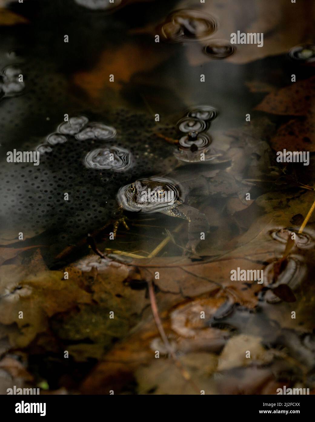 The close-up shot of rain drops on a river water Stock Photo - Alamy
