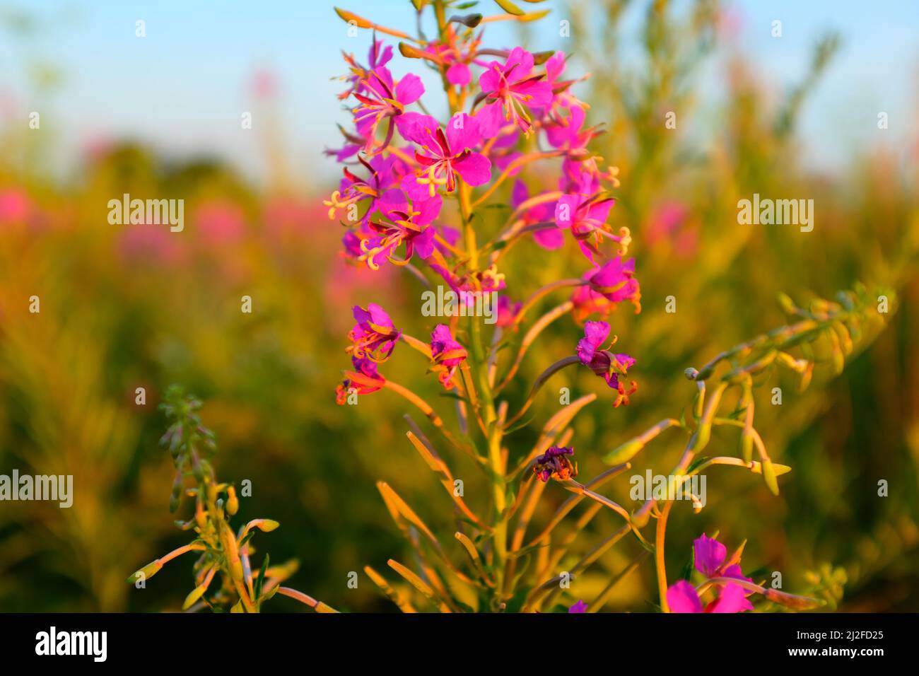 Fireweed flowers on the meadow with blue sky. Beautiful pink flowers of ...