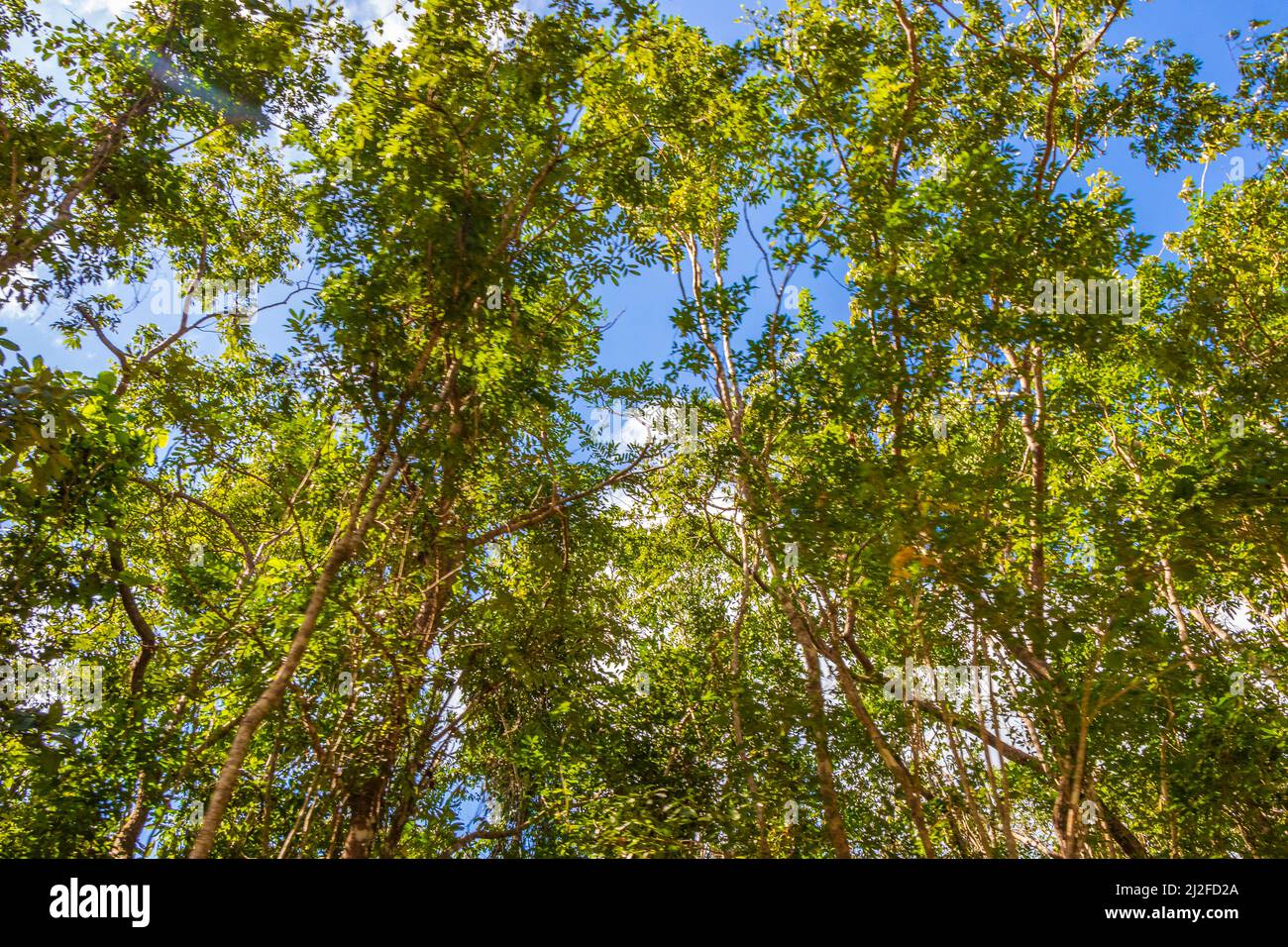 Tropical mexican jungle plants trees and natural forest panorama view ...