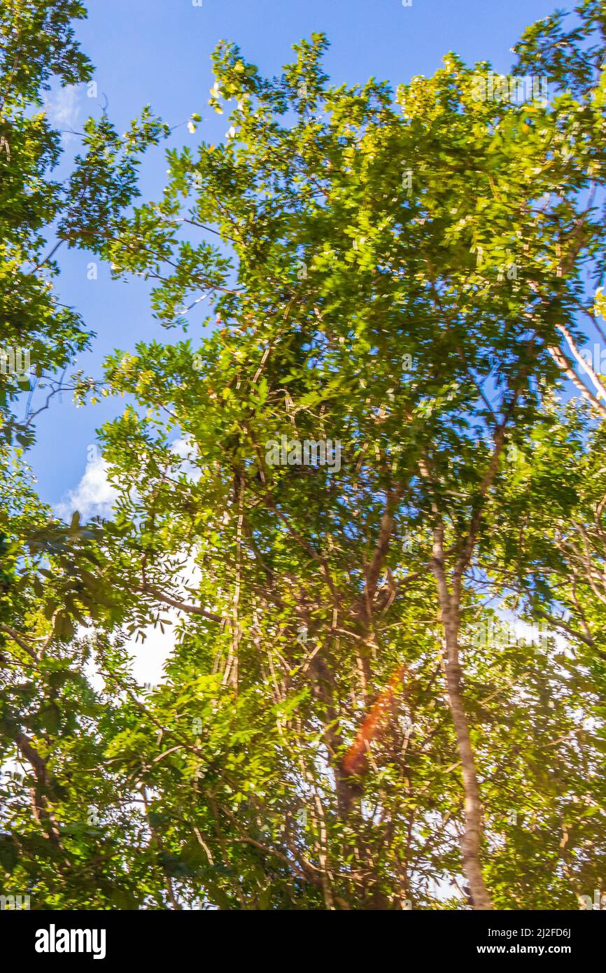 Tropical mexican jungle plants trees and natural forest panorama view ...