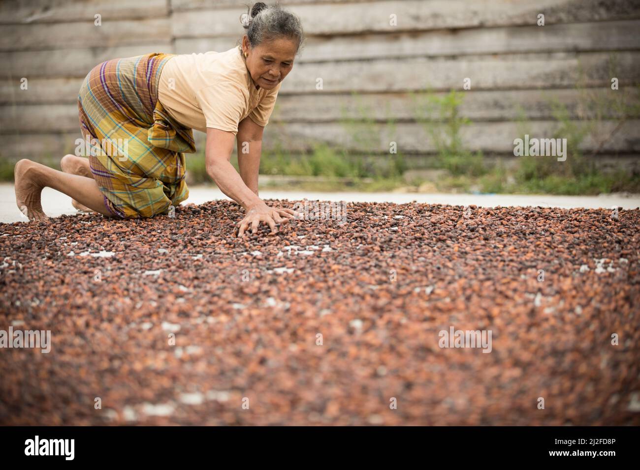 Woman drying cocoa bean harvest in the sun on her small farm in West ...