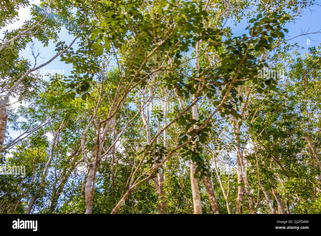 Tropical mexican jungle plants trees and natural forest panorama view ...