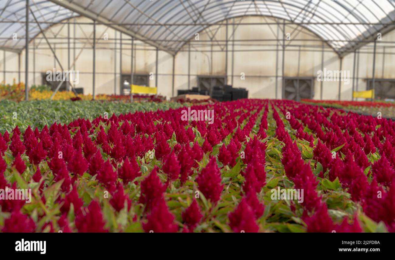doha, qatar- indoor floral farming in qatar during summer and winter ...