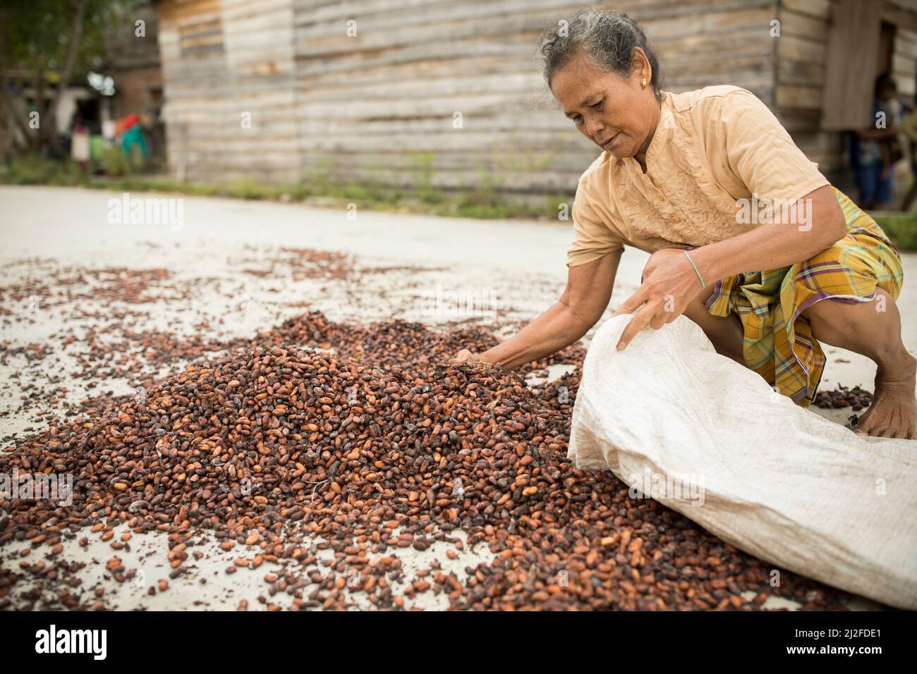 Woman drying cocoa bean harvest in the sun on her small farm in West ...