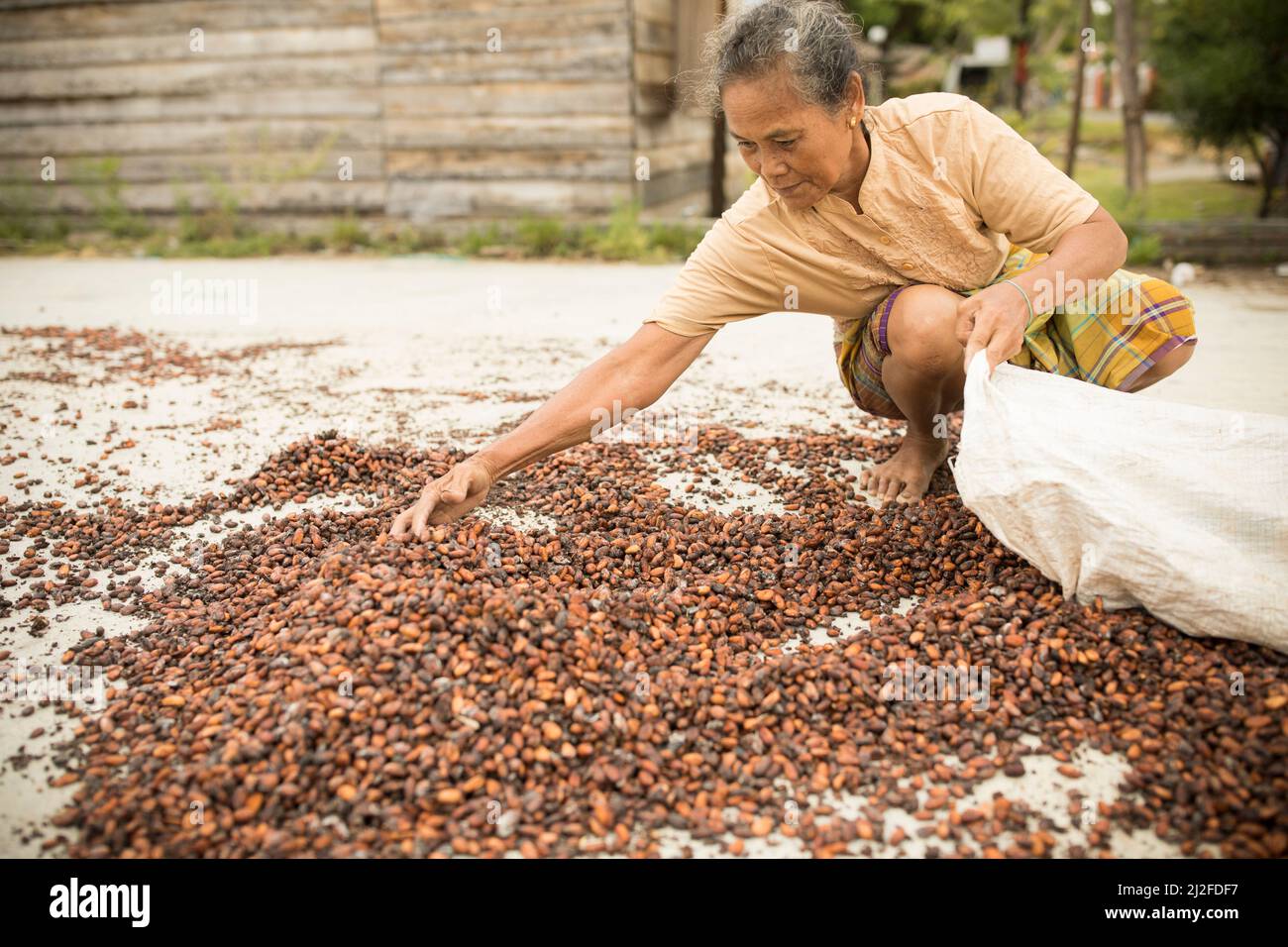 Woman drying cocoa bean harvest in the sun on her small farm in West ...