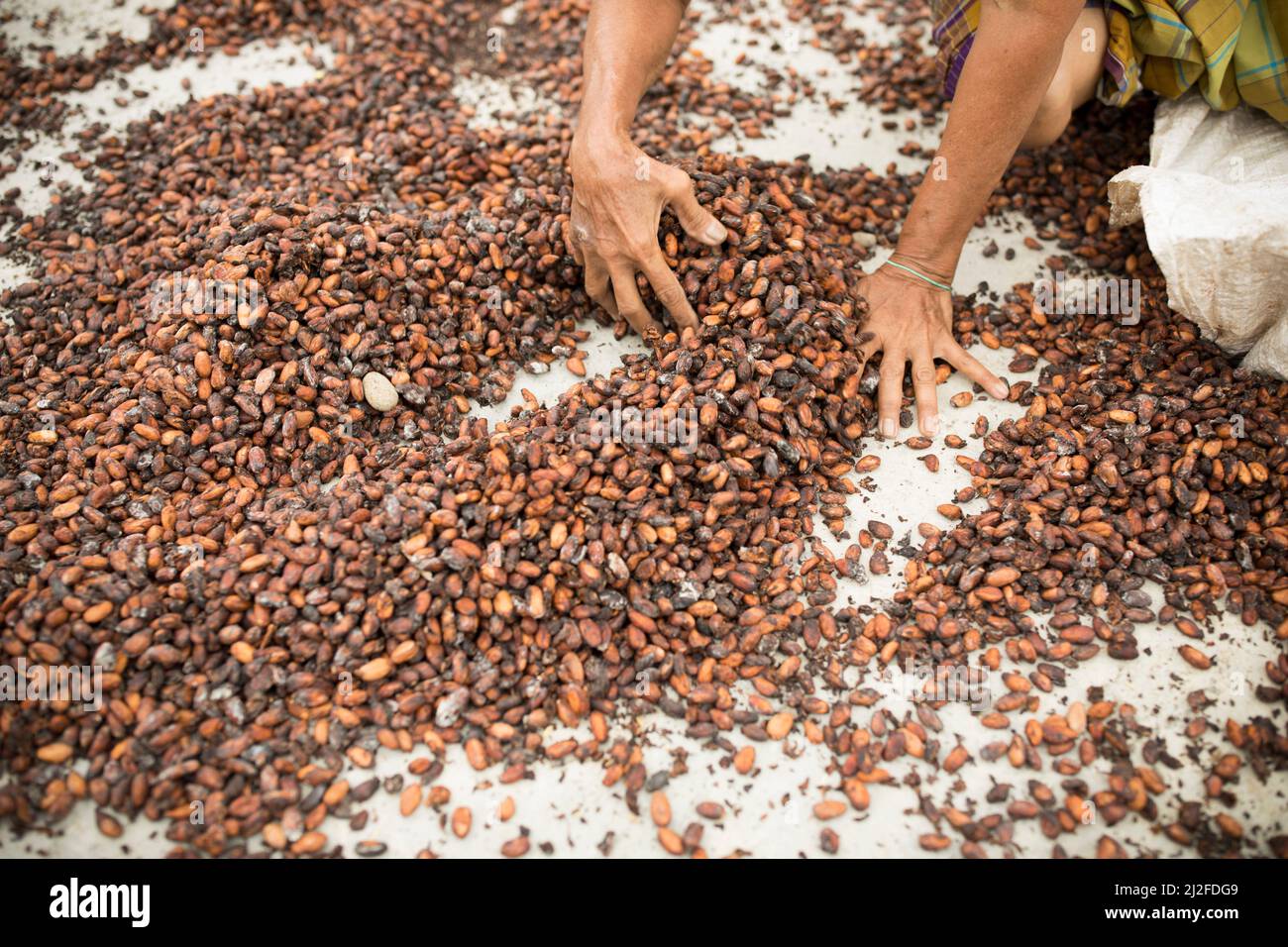 Sun drying cocoa beans hi-res stock photography and images - Alamy