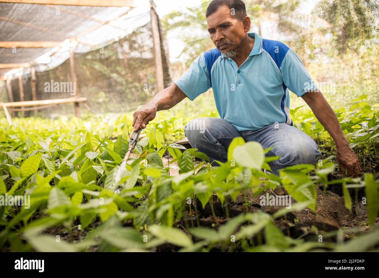 Cocoa pod water hi-res stock photography and images - Alamy