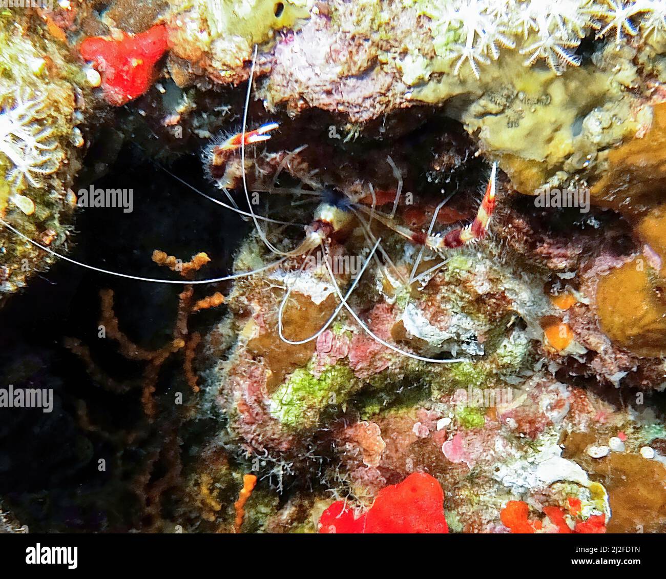 A Banded Boxer Shrimp (Stenopus hispidus) in the Red Sea, Egypt Stock ...