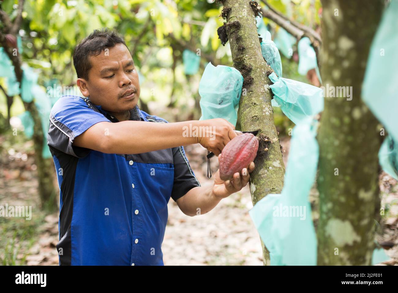 Polythene (plastic) bags cover cocoa pods growing on trees to protect ...