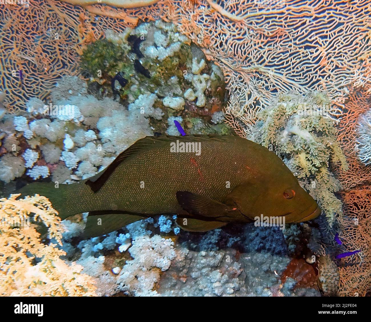 A Redmouth Grouper (Aethaloperca rogaa) in the Red Sea, Egypt Stock ...