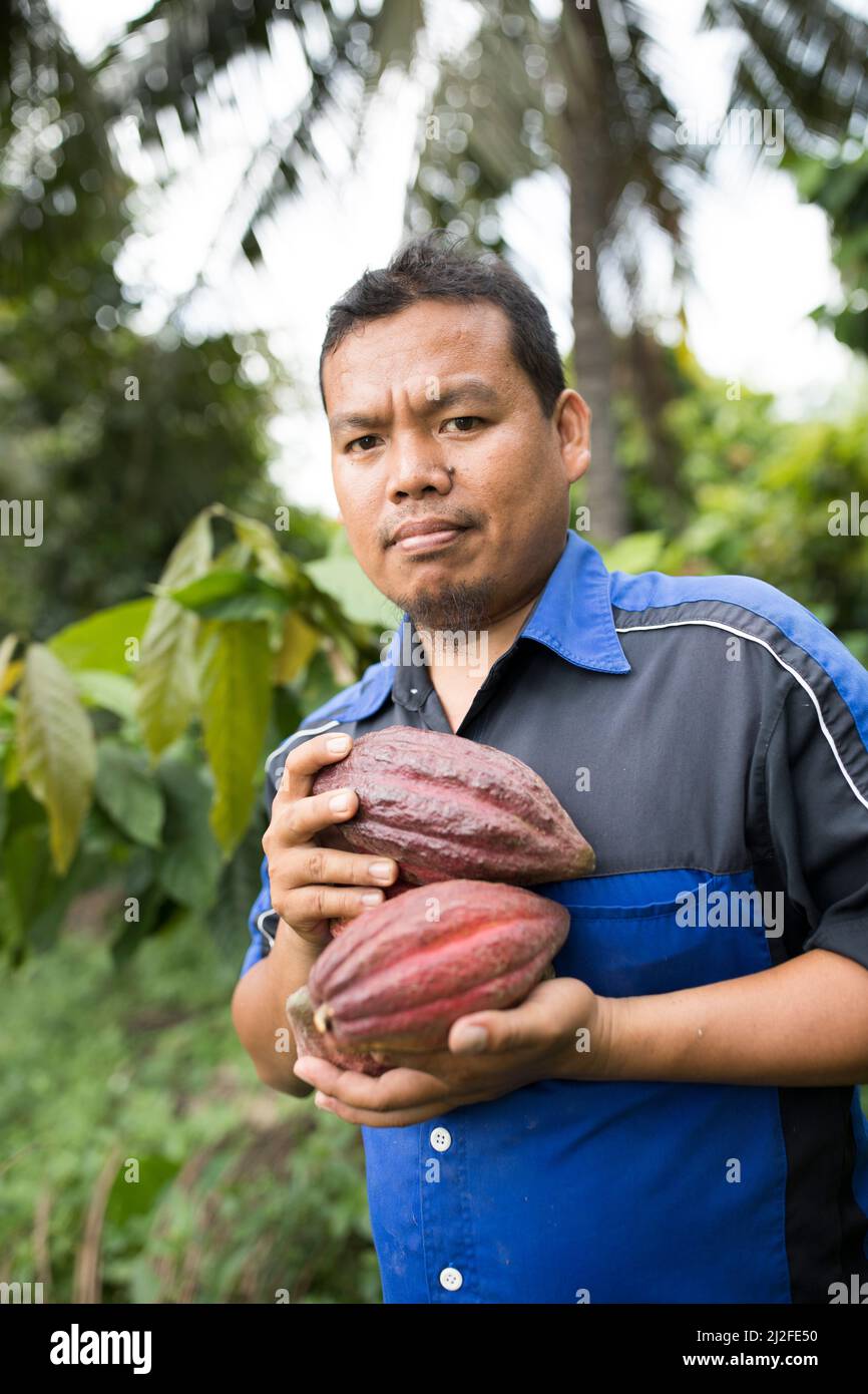 Cocoa bean farmer holds freshly-harvested coco pods in Mamuju Regency ...